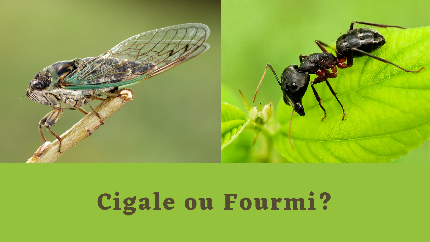 Prendre soin de soi: cigale ou fourmi? - WebOuest